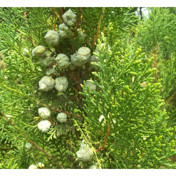 100% Pure Natural Organic Juniper Berry Oil - Export From Nepal